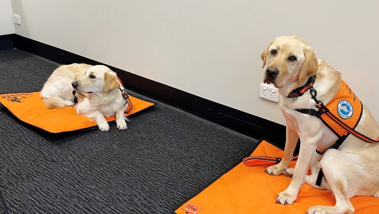 Empower Assistance Dogs support the disabled in Logan - Our Logan