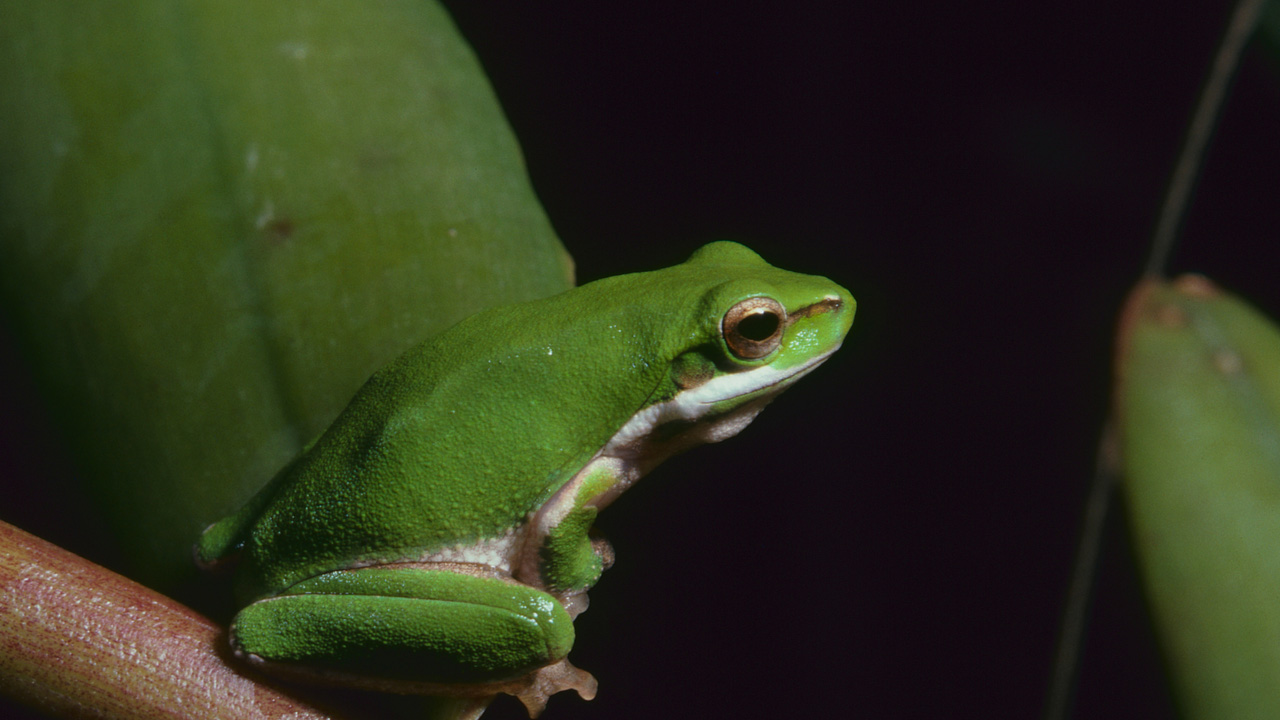 Park after Dark: Frog Spotting - Our Logan