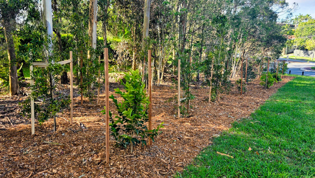 Wildlife trees | City of Logan community news and events - Our Logan